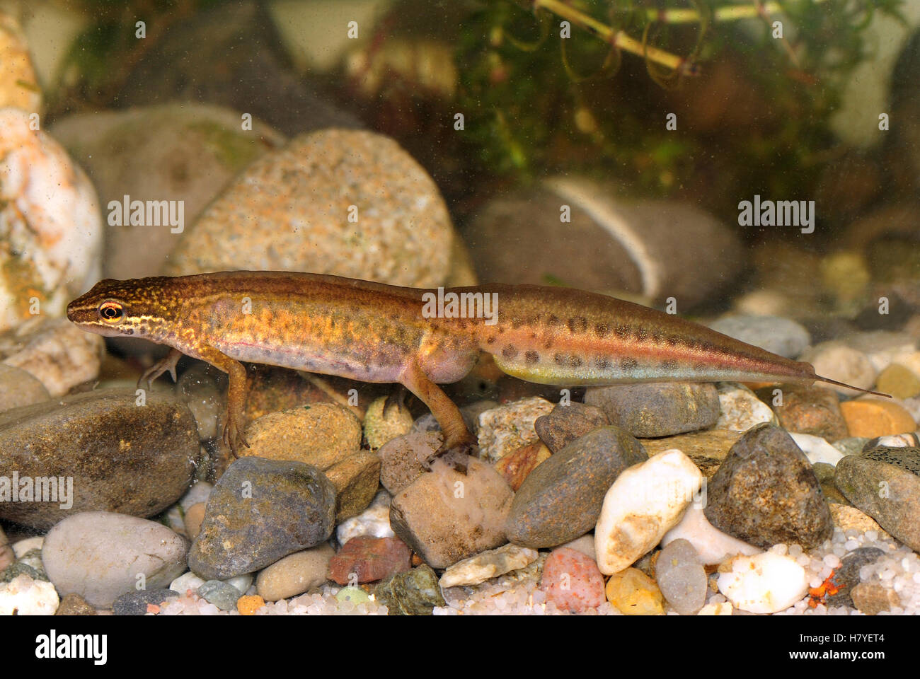 Palmate Newt (Triturus helveticus), Switzerland Stock Photo - Alamy