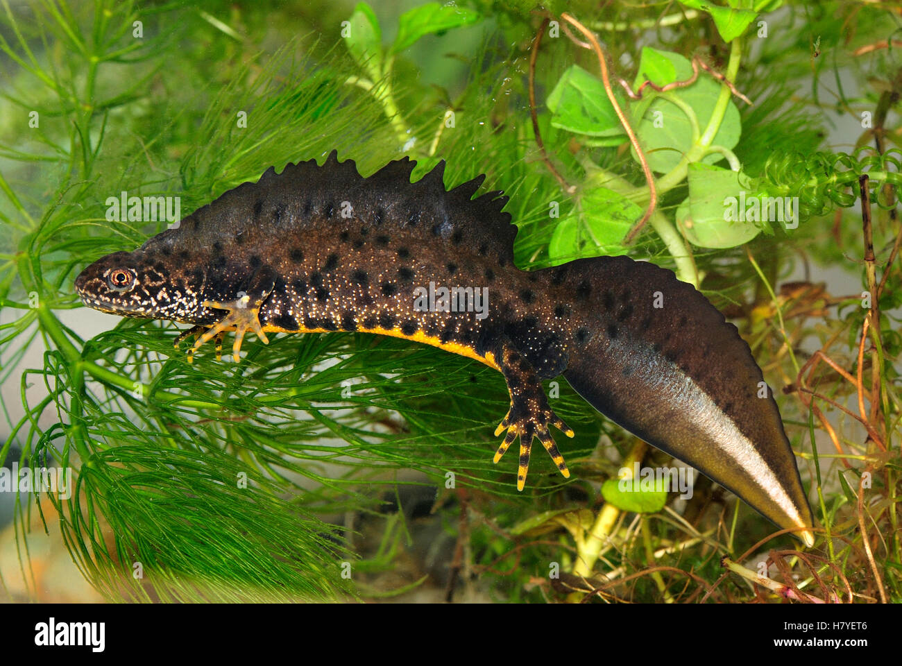 Great Crested Newt (Triturus cristatus) male, Switzerland Stock Photo ...