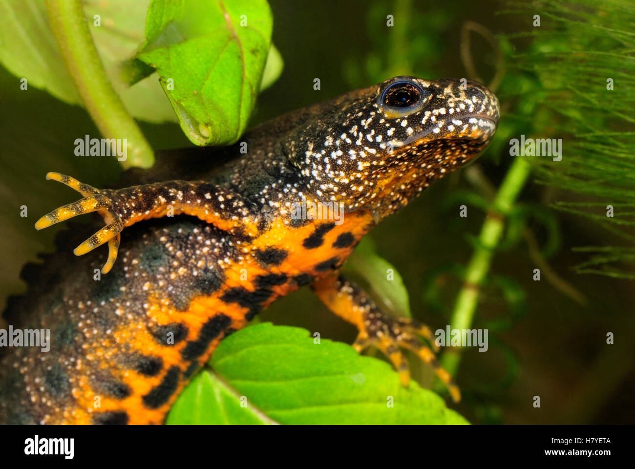 Great Crested Newt (Triturus cristatus) female, Switzerland Stock Photo ...