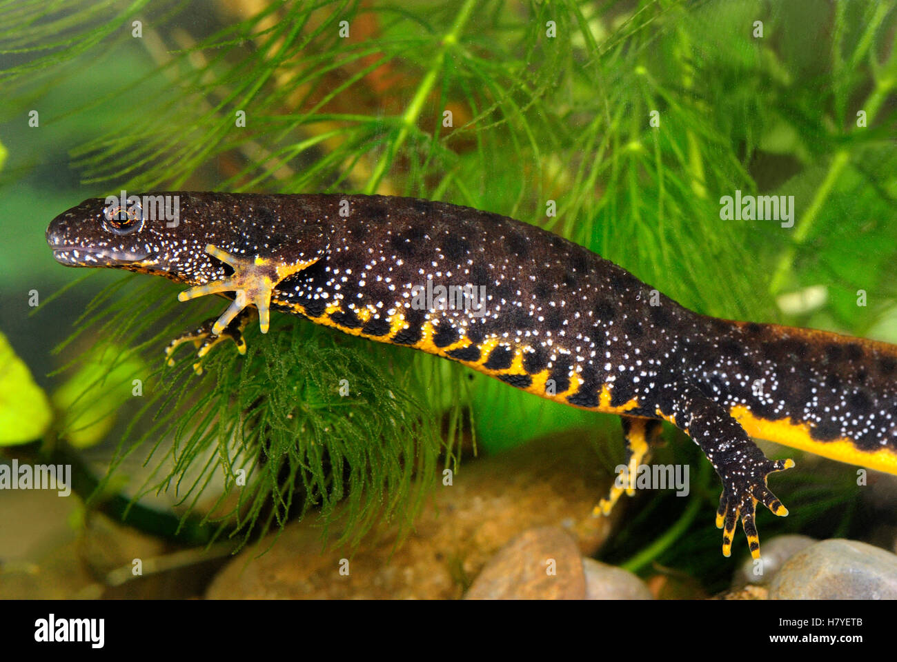 Great Crested Newt (Triturus cristatus) female, Switzerland Stock Photo ...
