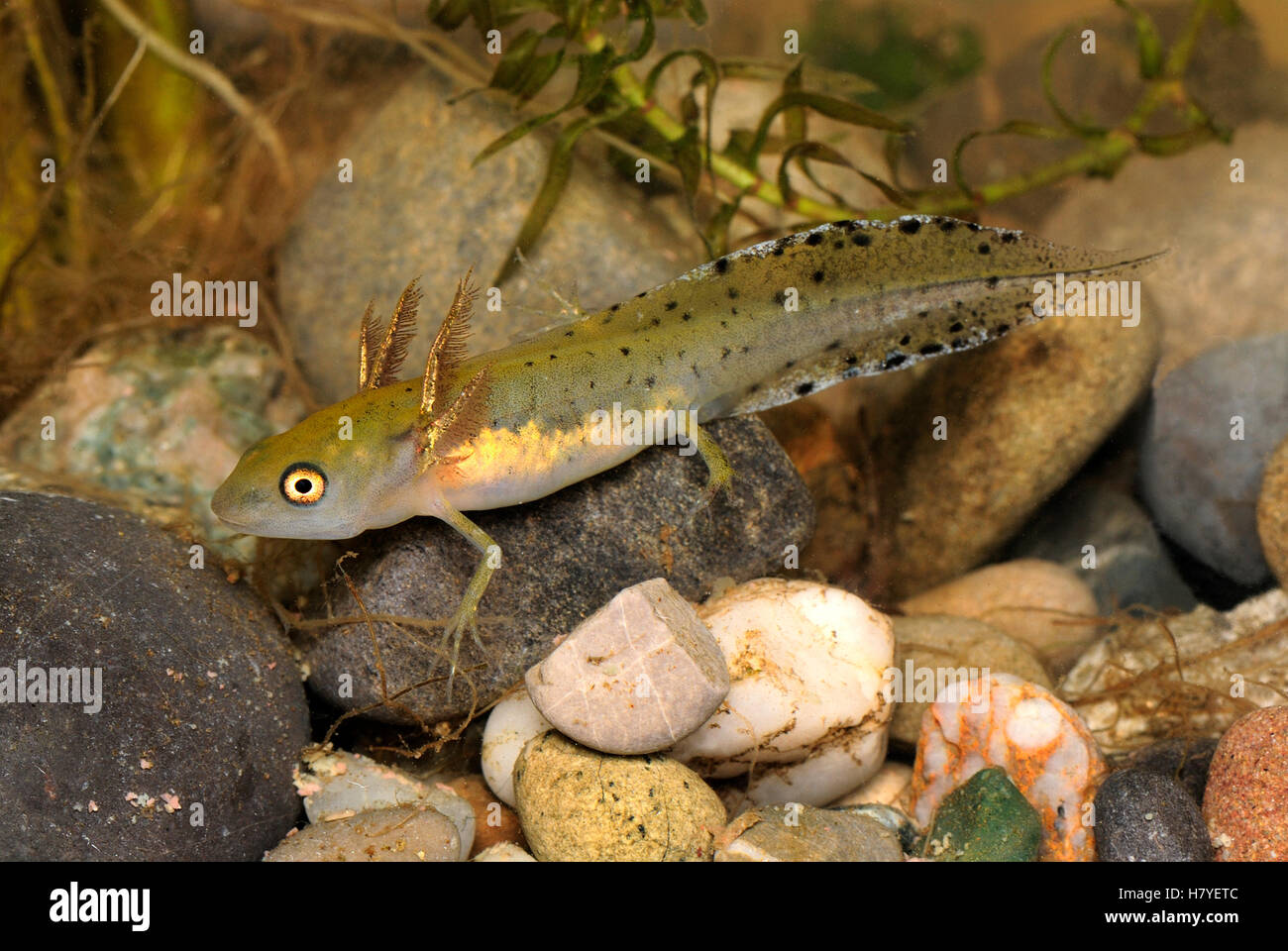 Smooth Newt (Lissotriton vulgaris) larva showing gills, Switzerland ...