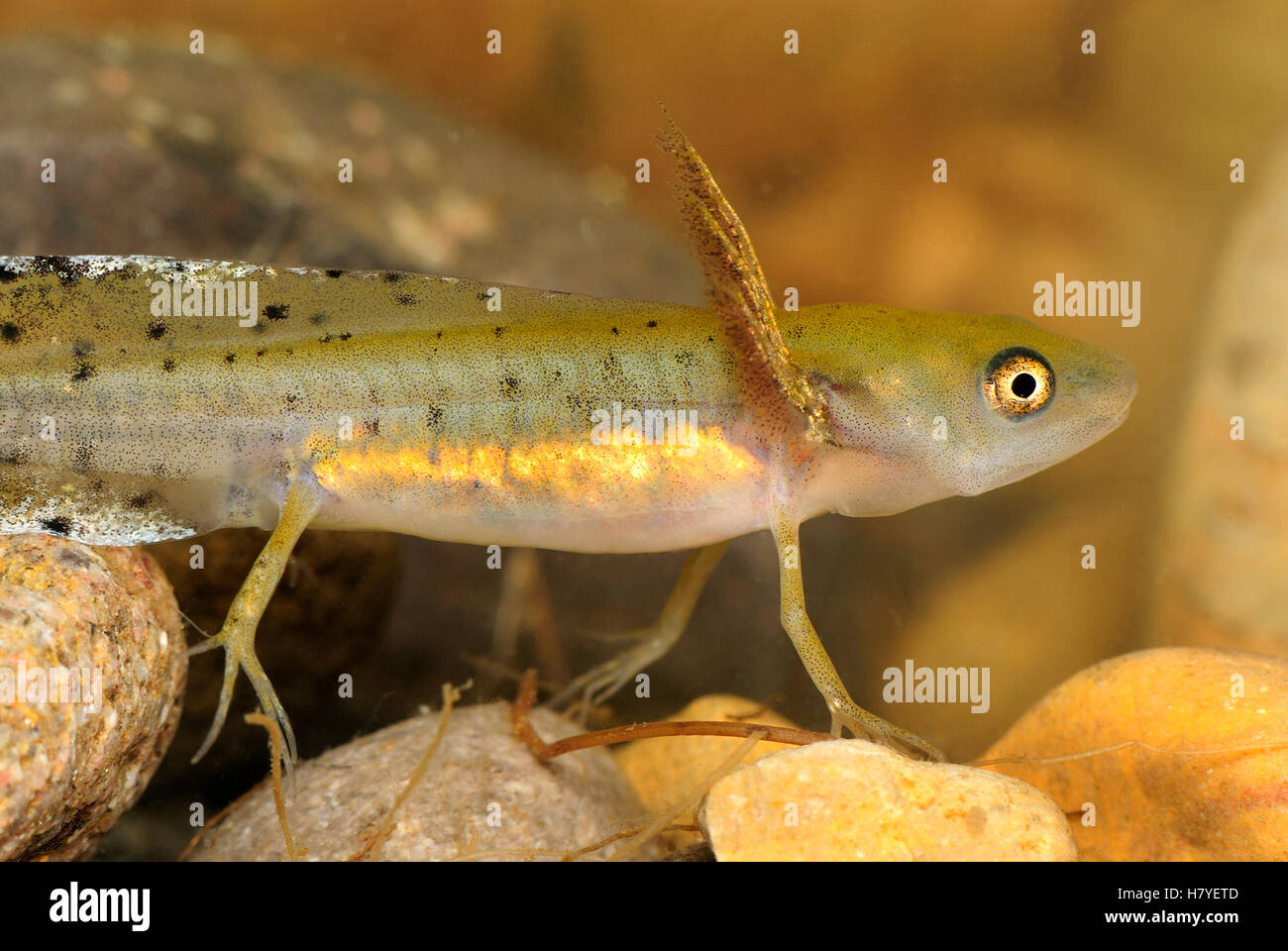 Smooth Newt (Lissotriton vulgaris) larva showing gills, Switzerland ...