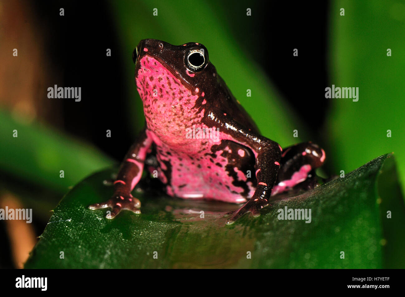 Pebas Stubfoot Toad (Atelopus spumarius), Colombia Stock Photo - Alamy