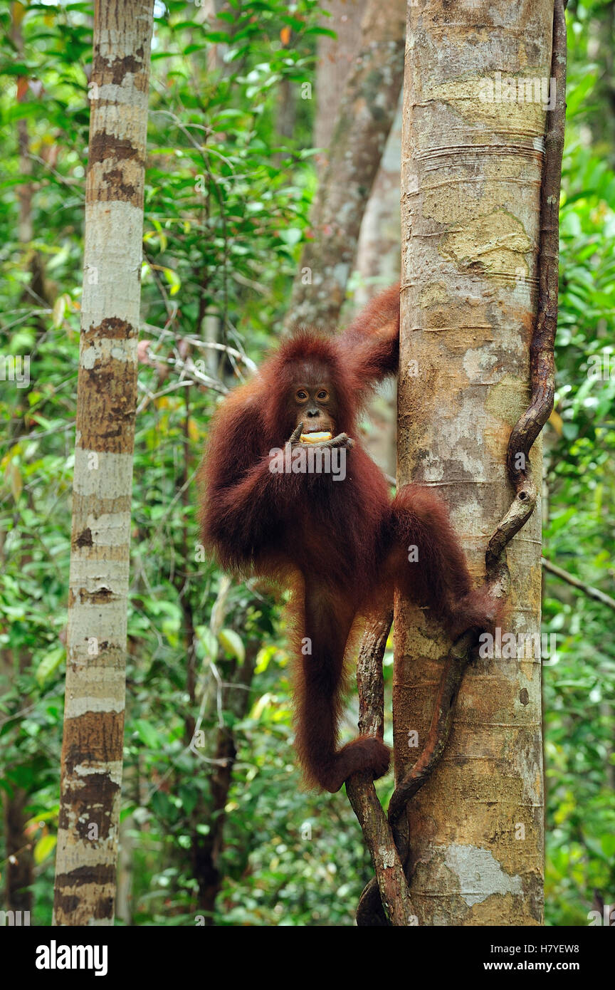Orangutan (Pongo pygmaeus) juvenile feeding on fruit in tree, Camp ...