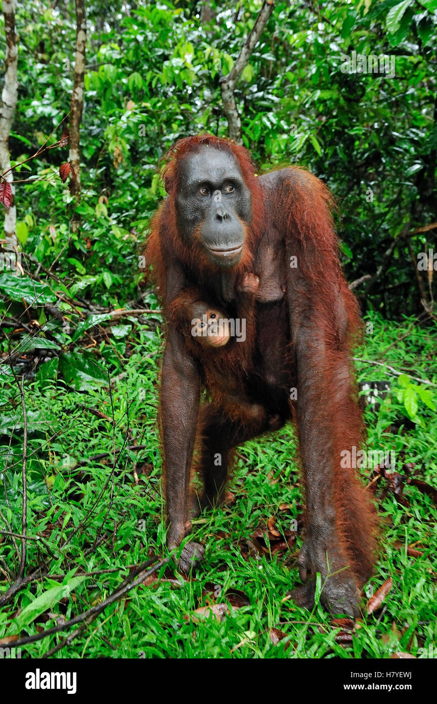 Orangutan (Pongo pygmaeus) female carrying young, Camp Leakey, Tanjung ...