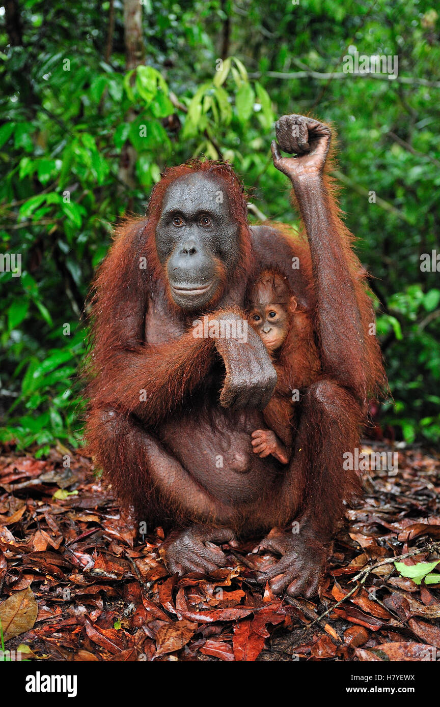 Orangutan (Pongo pygmaeus) female with young, Camp Leakey, Tanjung ...