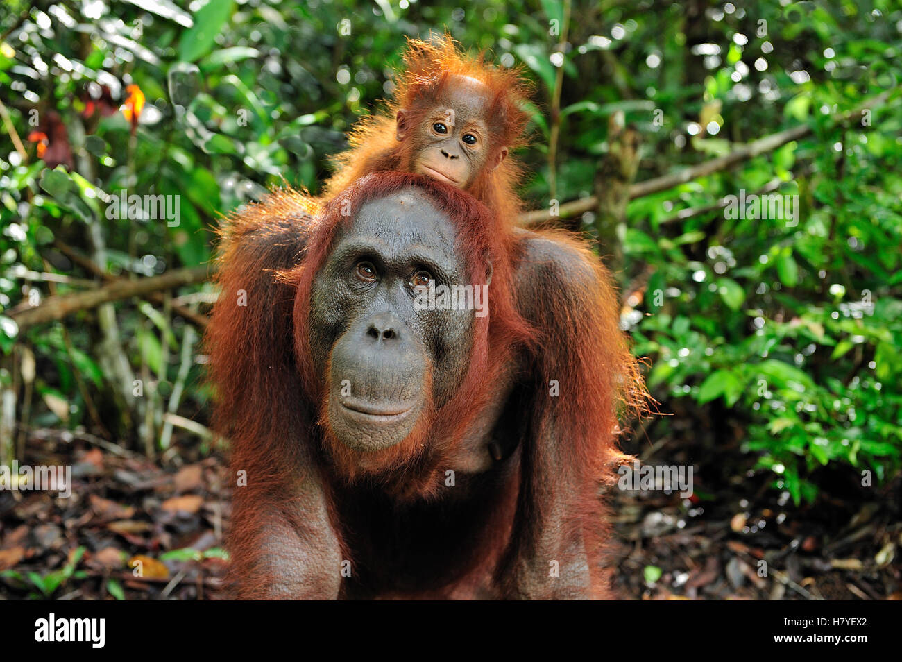 Orangutan (Pongo pygmaeus) female with young, Camp Leakey, Tanjung ...