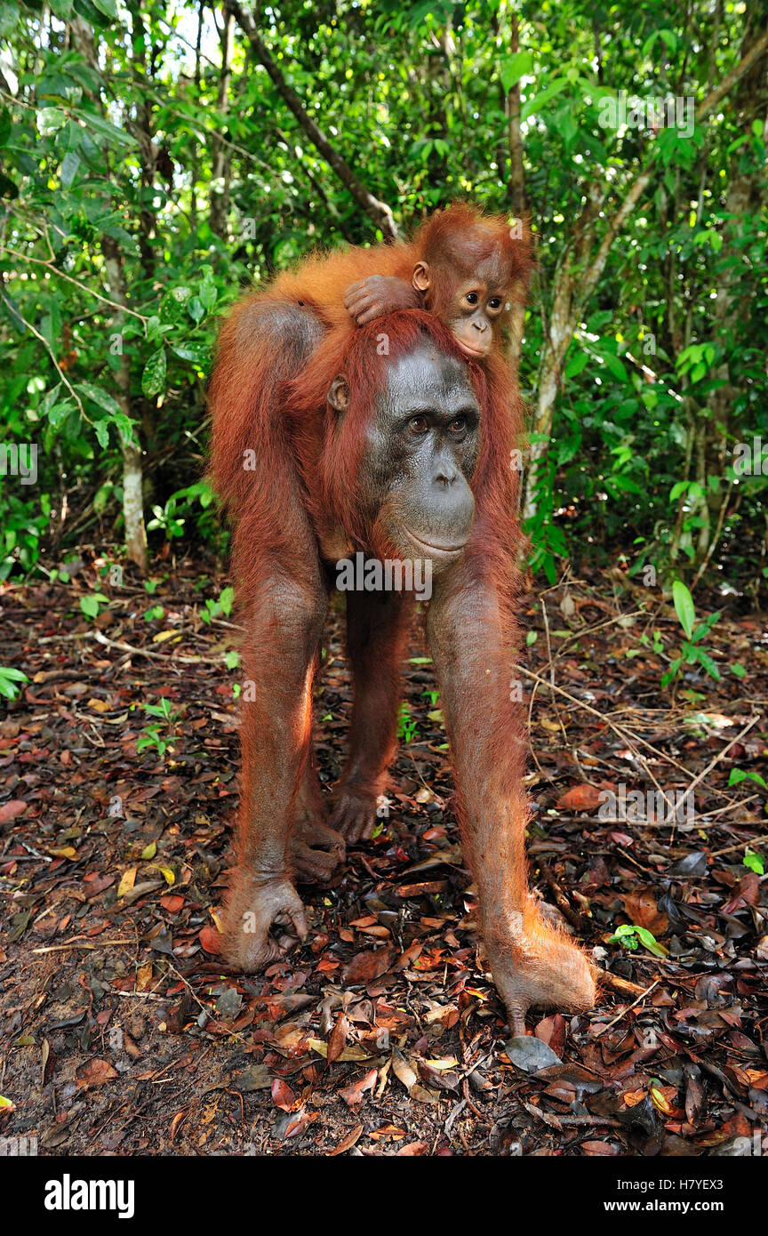 Orangutan (Pongo pygmaeus) female with young, Camp Leakey, Tanjung ...