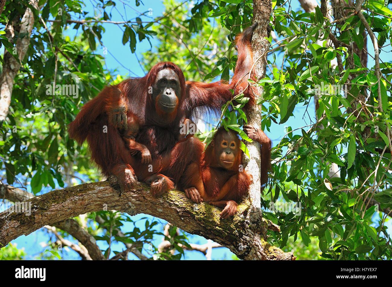 Orangutan (Pongo pygmaeus) female with juvenile and baby, Camp Leakey ...