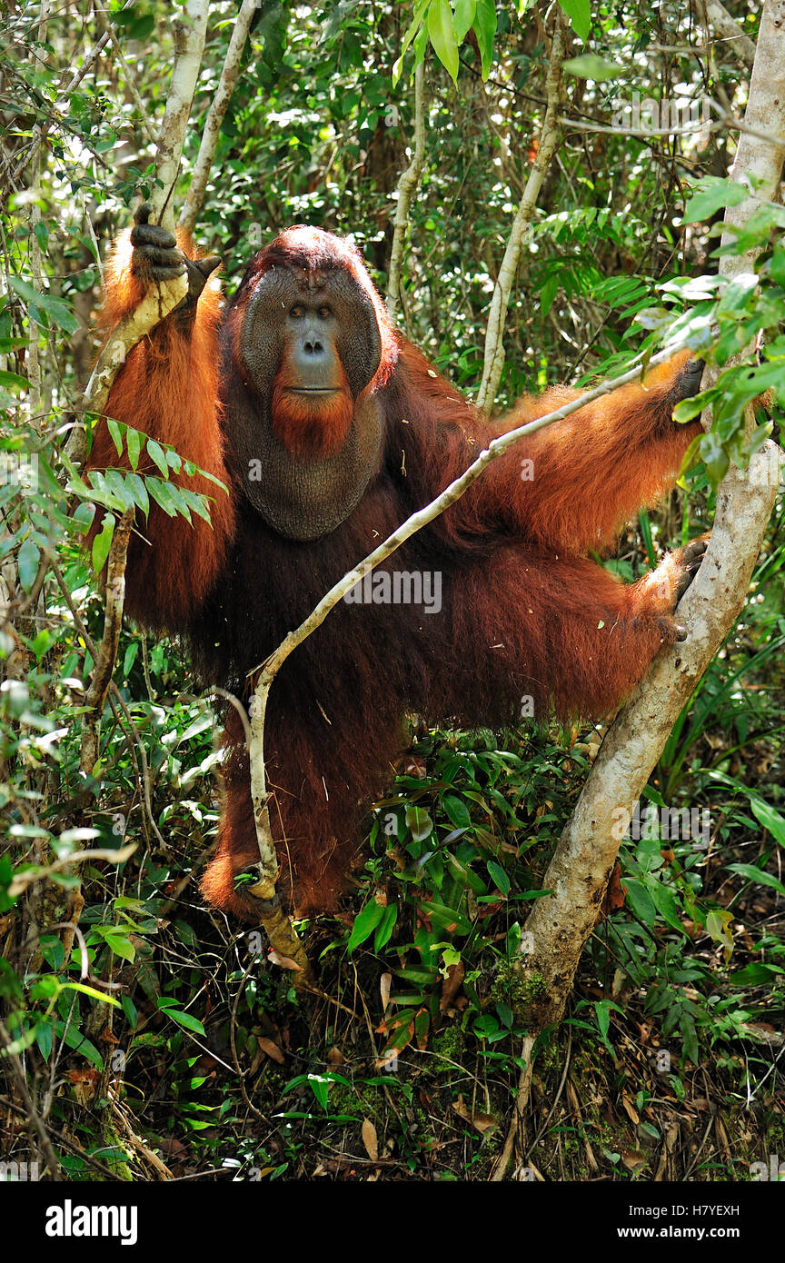 Orangutan (Pongo pygmaeus) male in rainforest interior, Camp Leakey ...