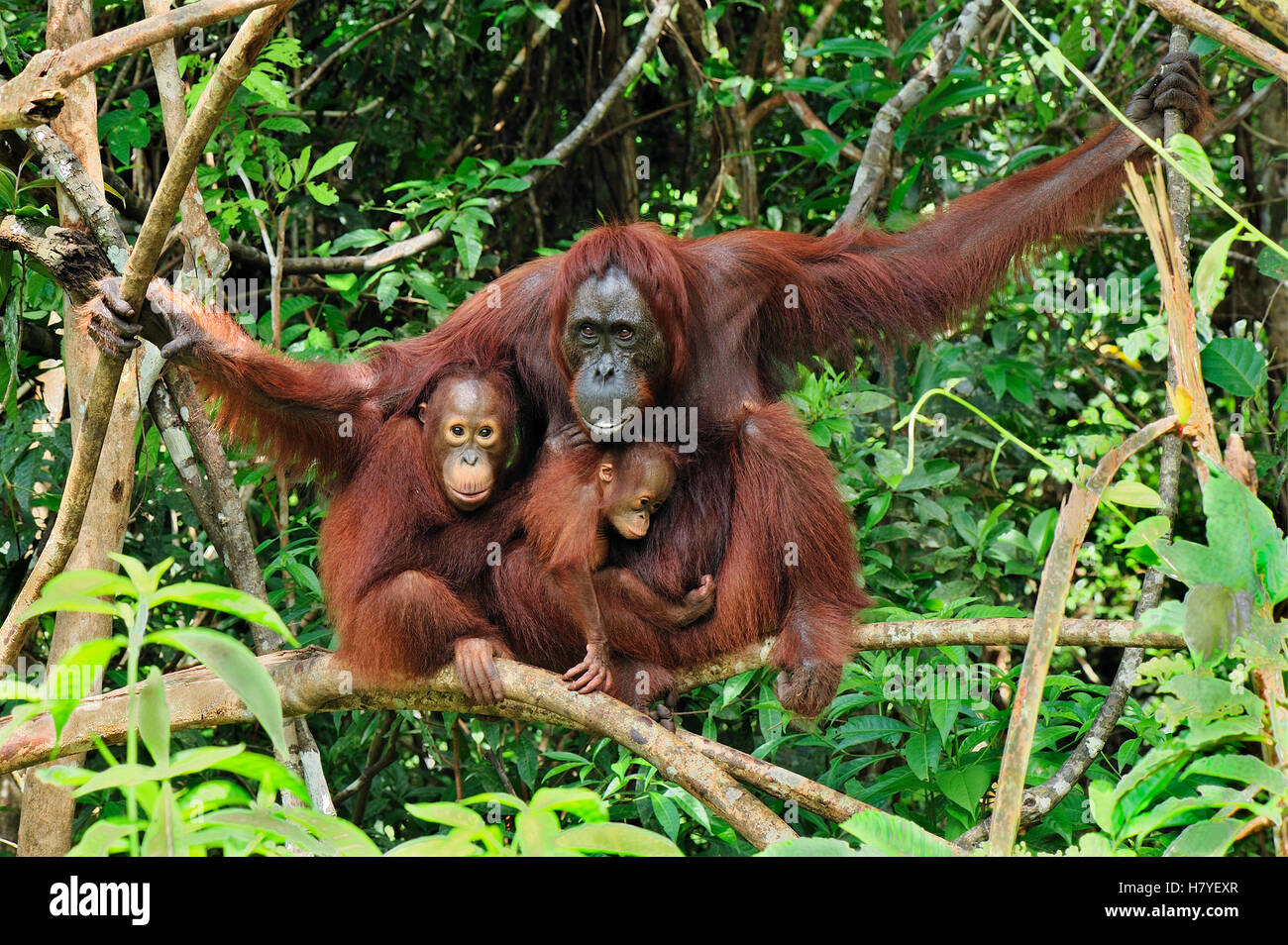Orangutan (Pongo pygmaeus) female with juvenile and baby, Camp Leakey ...