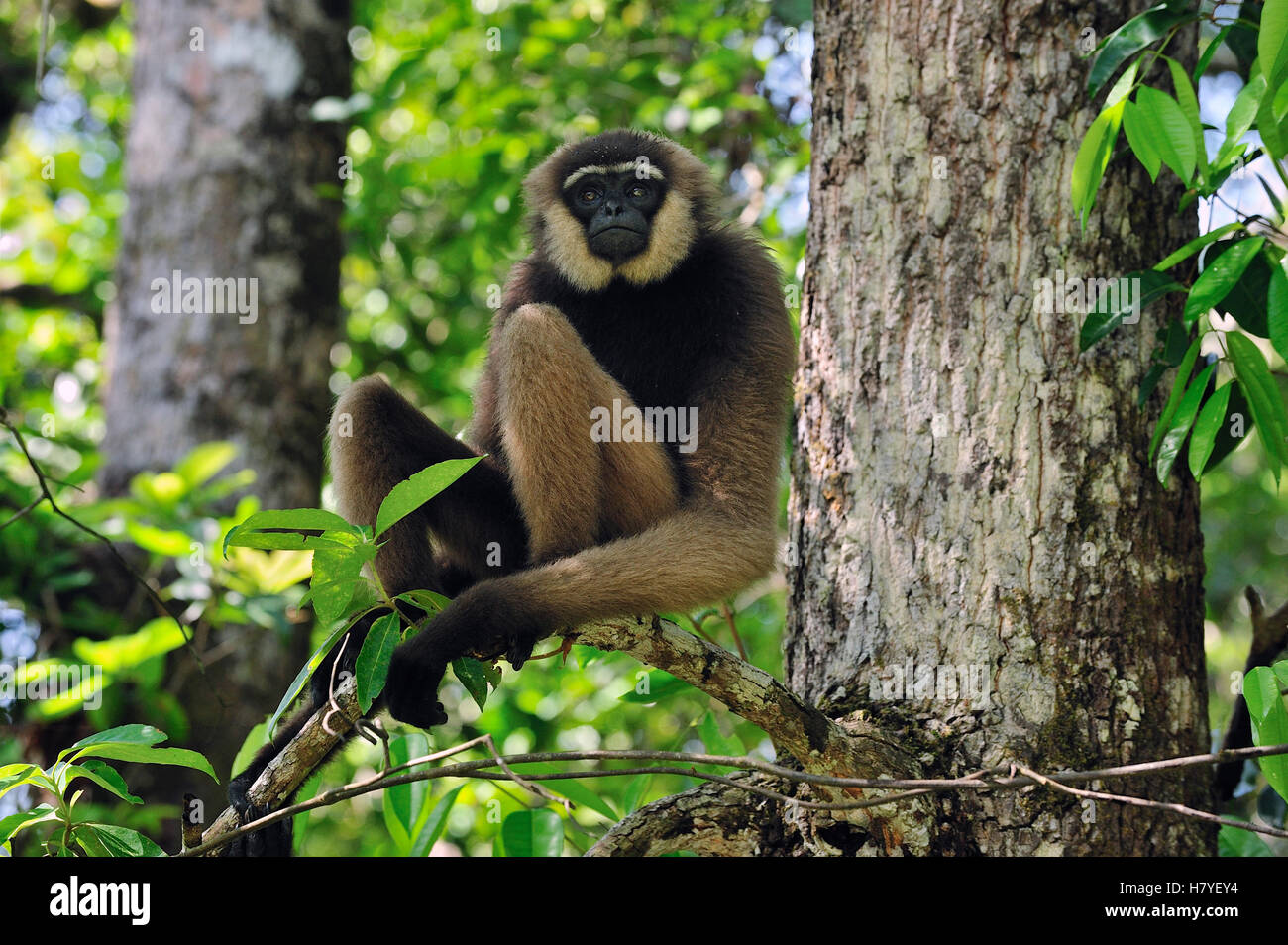 Bornean White-bearded Gibbon (Hylobates albibarbis), Tanjung Puting ...