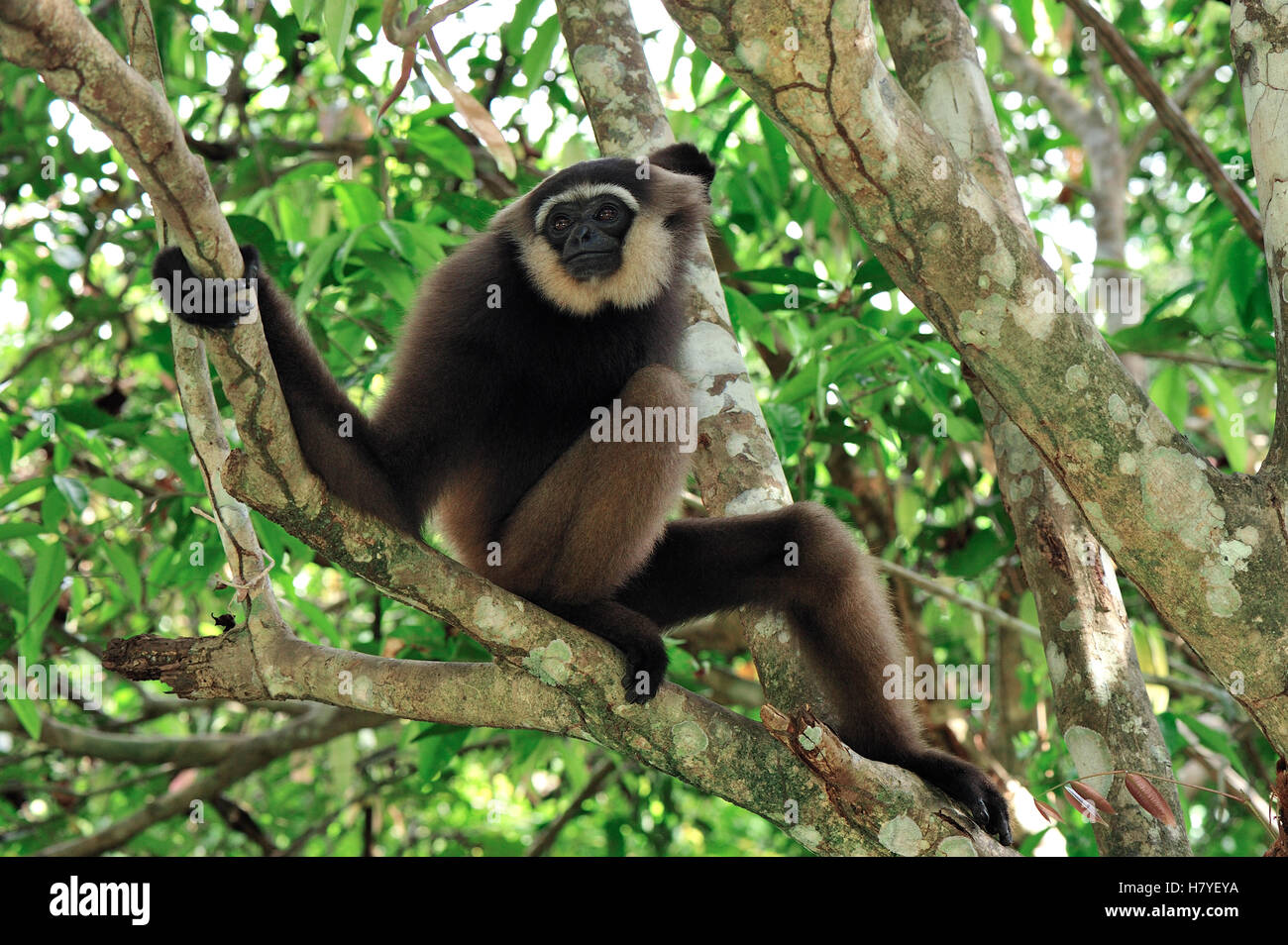Bornean White-bearded Gibbon (Hylobates albibarbis), Tanjung Puting ...