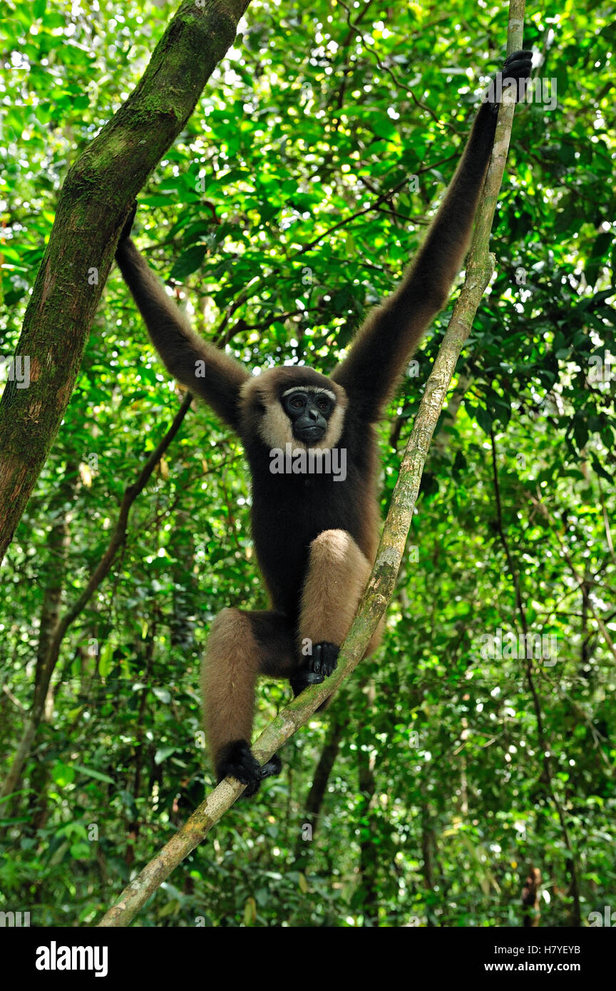 Bornean White-bearded Gibbon (Hylobates albibarbis) in rainforest ...