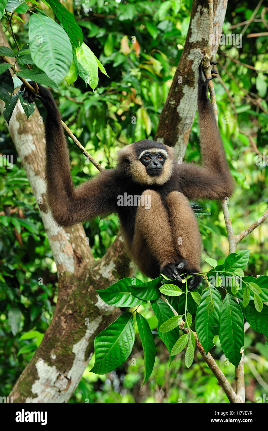 Bornean White-bearded Gibbon (Hylobates albibarbis), Tanjung Puting ...