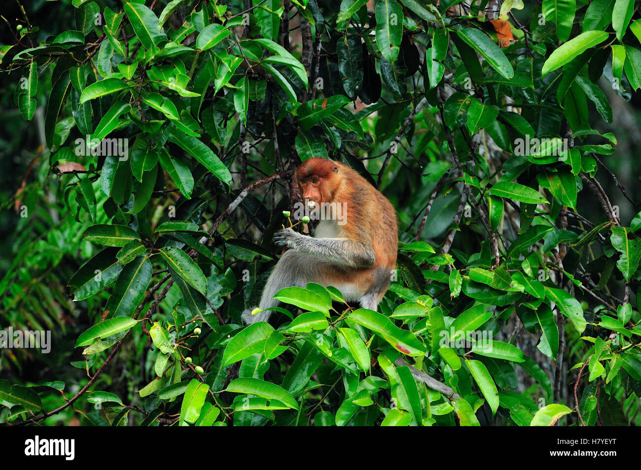 Proboscis Monkey (Nasalis larvatus) female eating fruit, Tanjung Puting ...