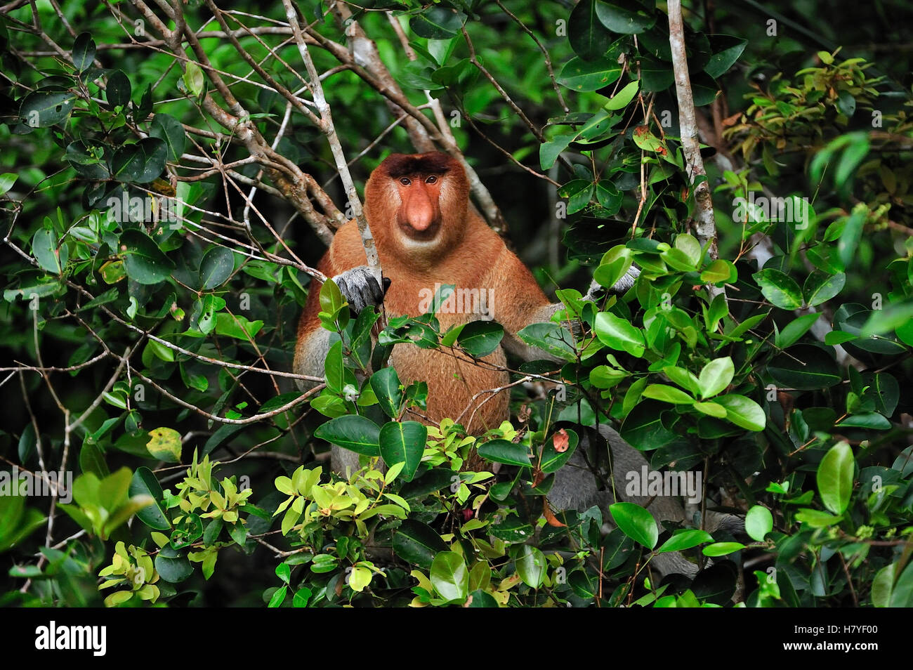 Proboscis Monkey (Nasalis larvatus) male, Tanjung Puting National Park ...