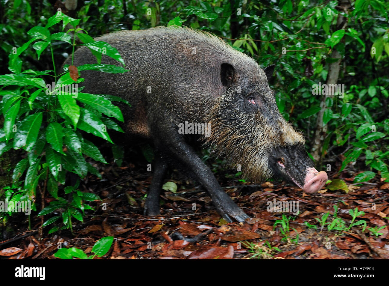 Bearded Pig (Sus barbatus), Tanjung Puting National Park, Borneo ...
