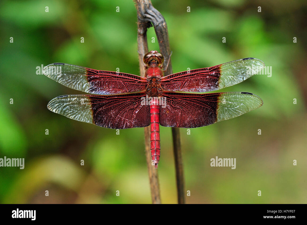 Grasshawk Dragonfly (Neurothemis fluctuans), Tanjung Puting National ...