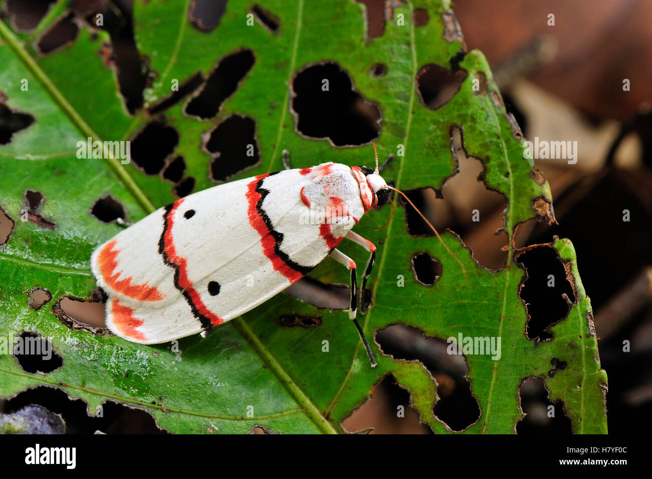 Tiger Moth (Arctiidae), Tanjung Puting National Park, Borneo, Indonesia ...