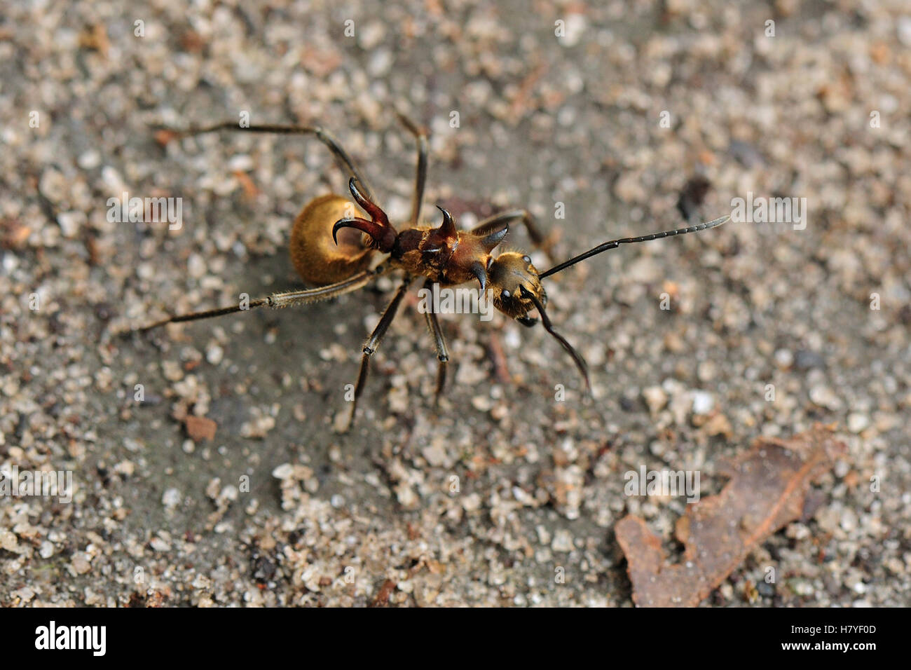 Spiny Ant (Polyrhachis sp) with protective spikes, Tanjung Puting ...