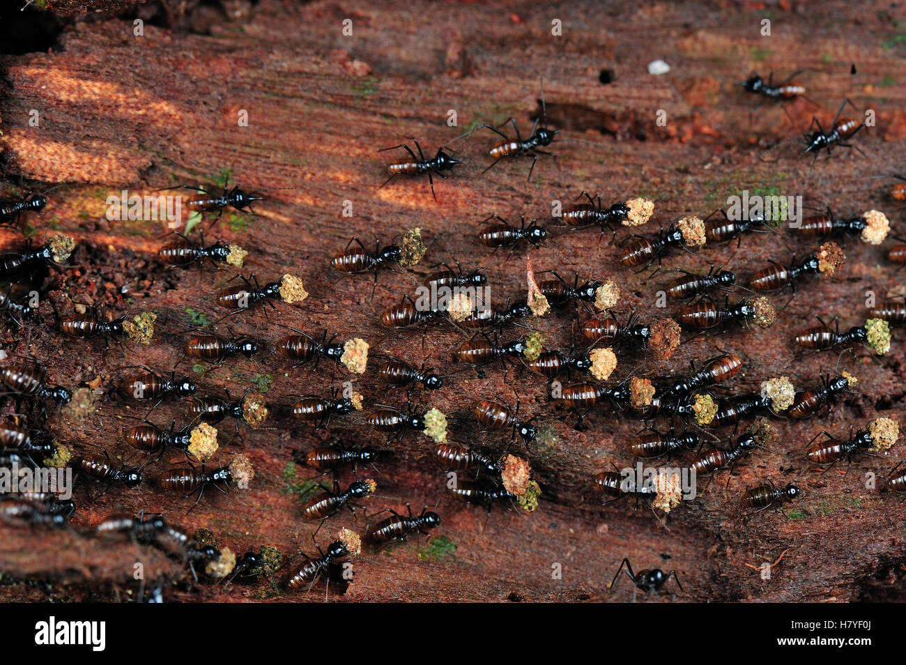 Termite group carrying pieces of wood, Tanjung Puting National Park ...
