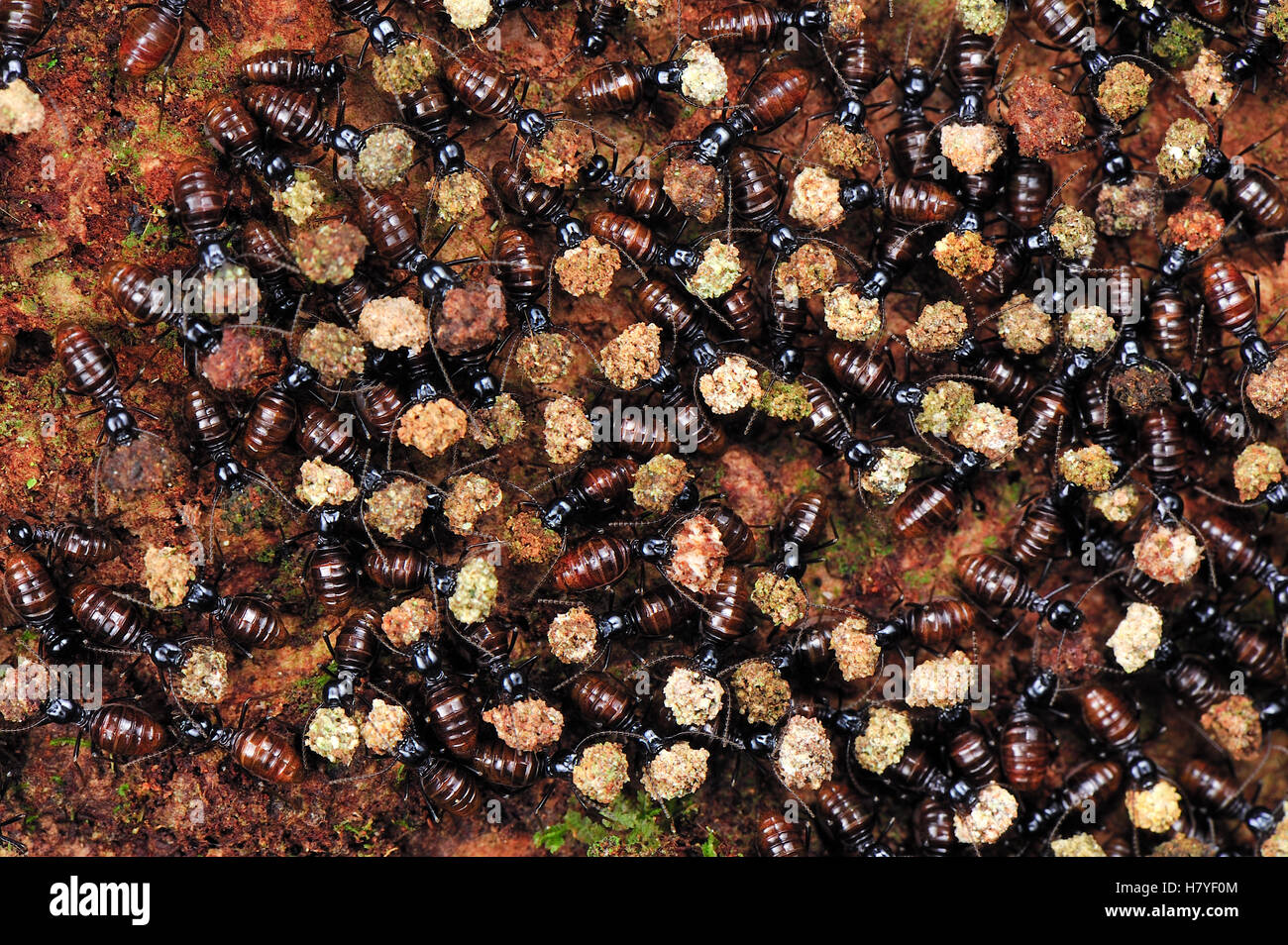 Termite group carrying pieces of wood, Tanjung Puting National Park ...