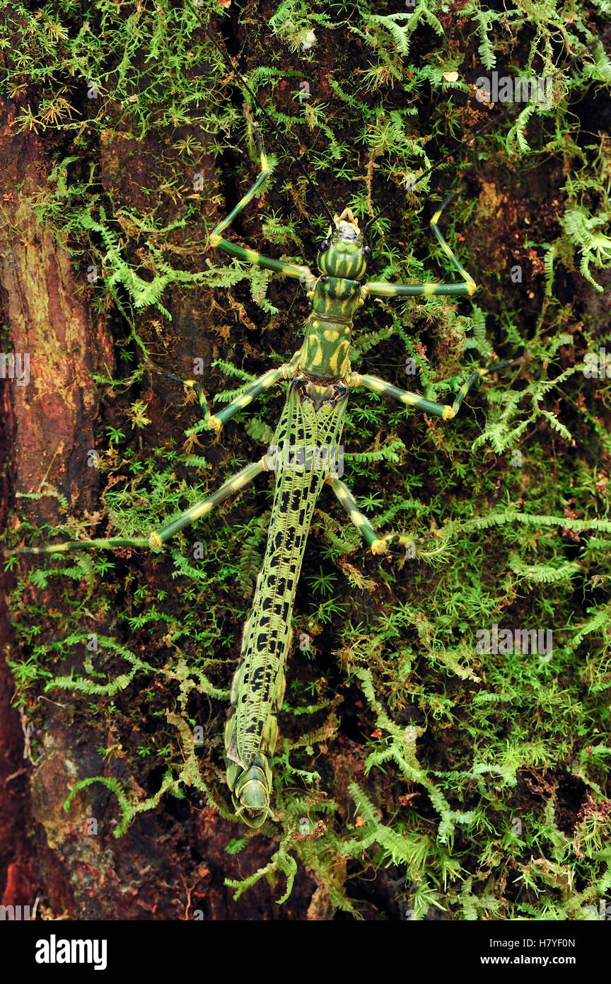 Stick Insect camouflaged on lichen, Tanjung Puting National Park ...