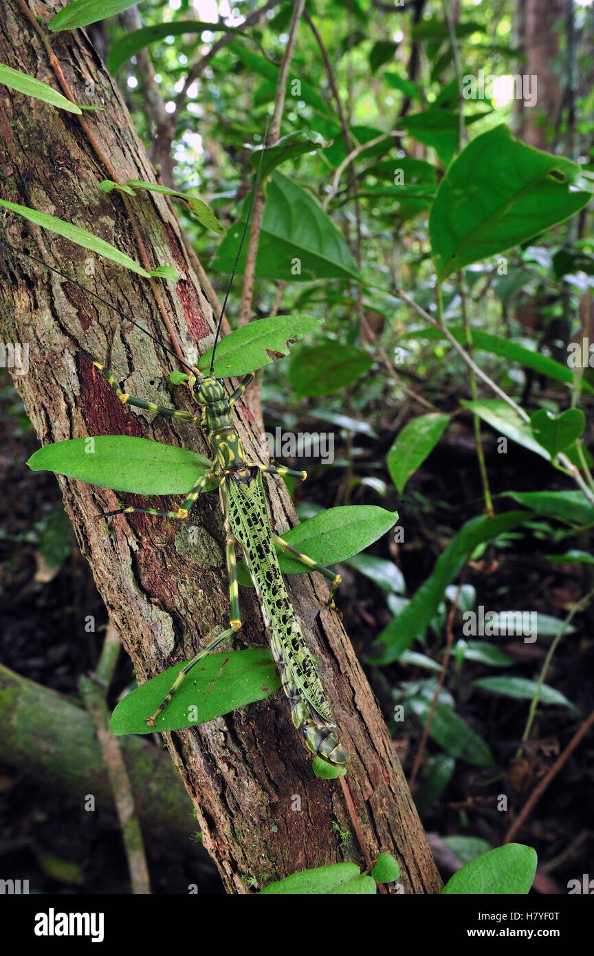 Stick Insect on branch, Tanjung Puting National Park, Borneo, Indonesia ...