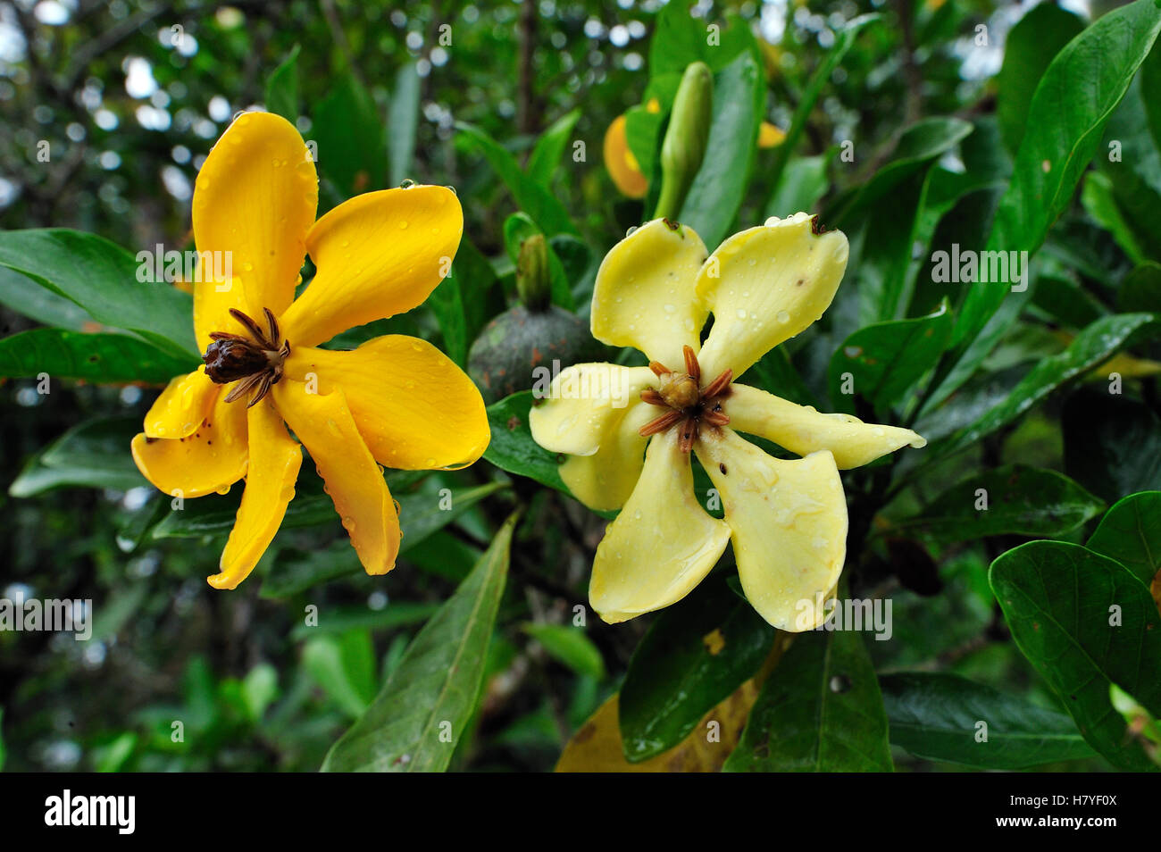 Golden Gardenia (Gardenia carinata) flowers, Tanjung Puting National ...