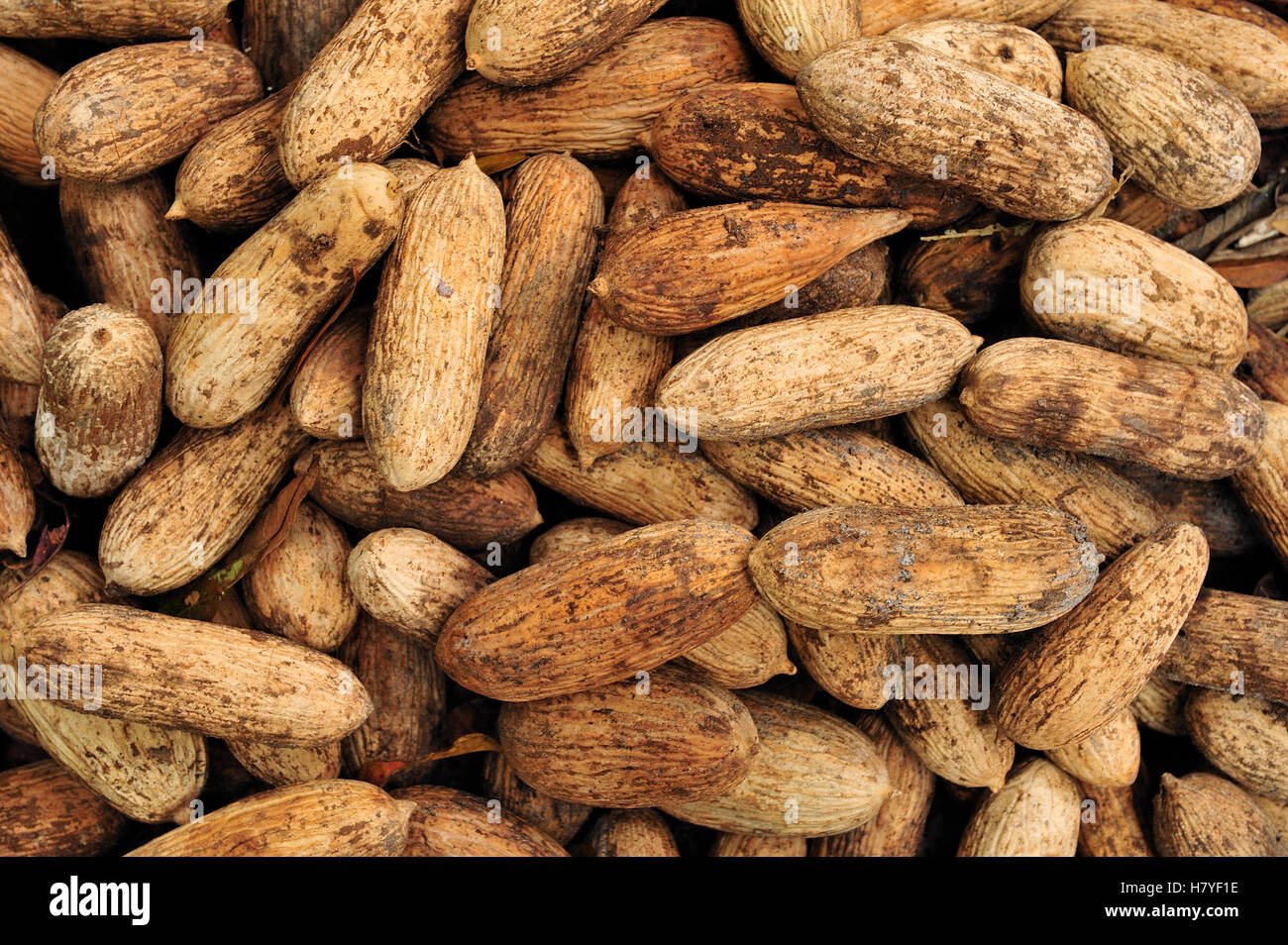 Ulin (Eusideroxylon zwageri) seeds, Tanjung Puting National Park ...