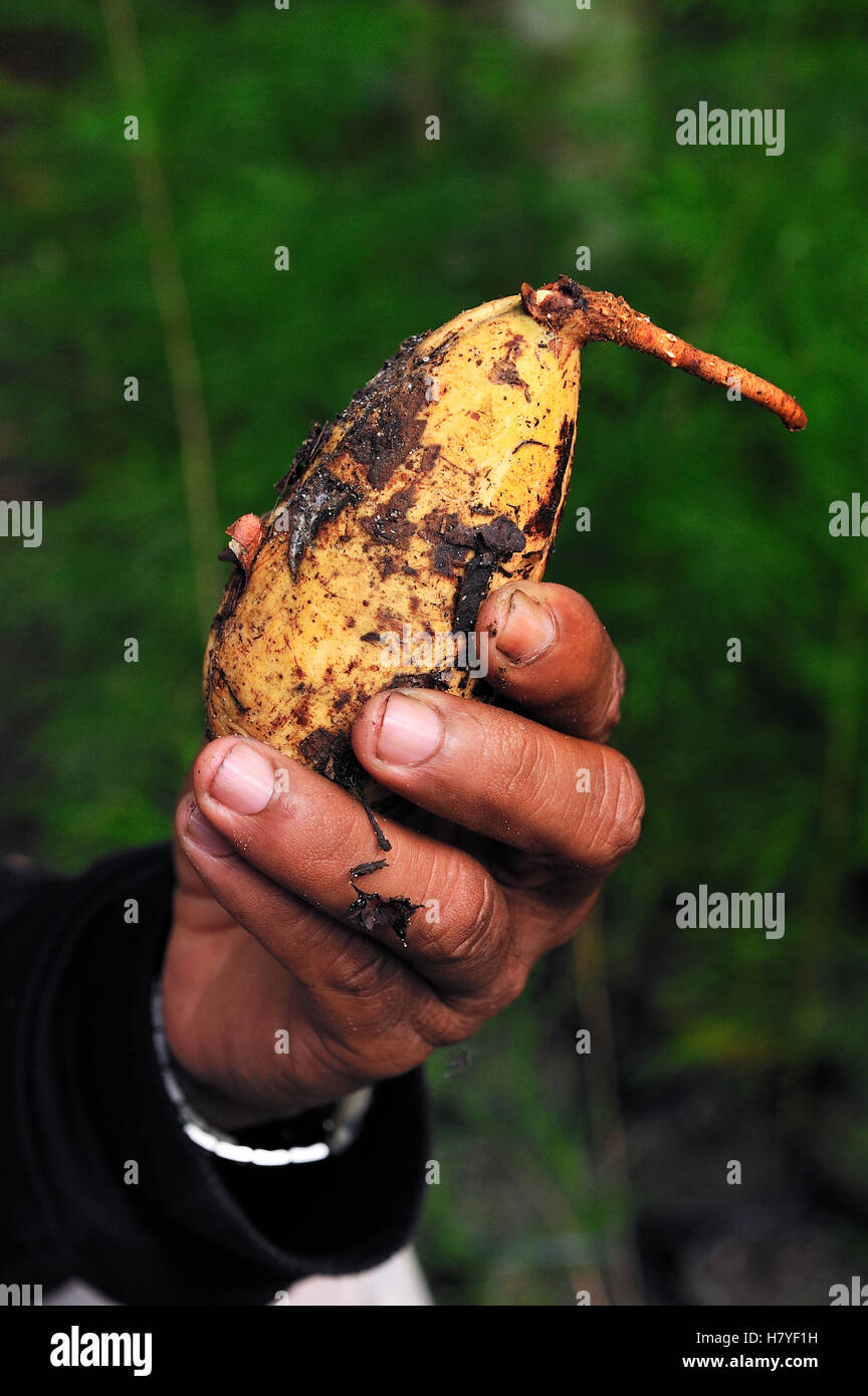 Ulin (Eusideroxylon zwageri) fruit with sprouting root, Tanjung Puting ...