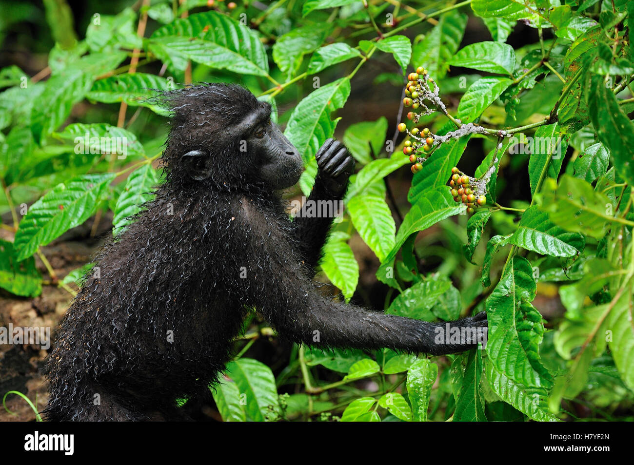Celebes Black Macaque (Macaca nigra) juvenile feeding on fruit ...