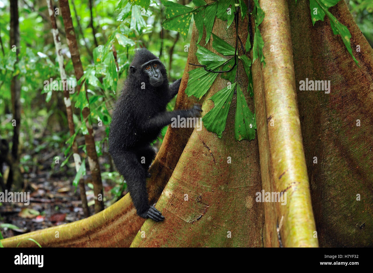 Celebes Black Macaque (Macaca nigra) juvenile climbing on buttress ...
