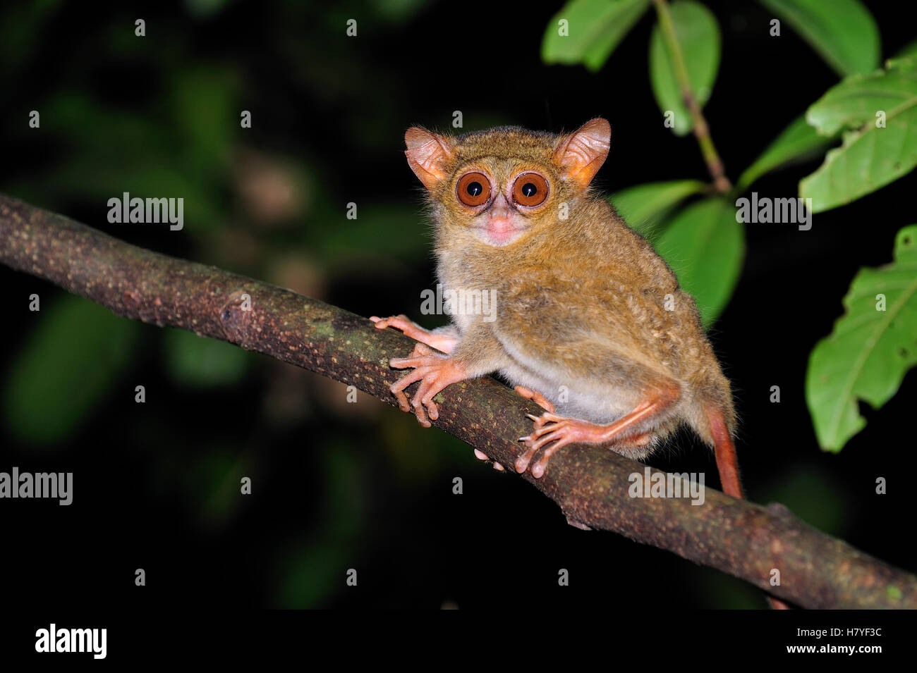 Spectral Tarsier (Tarsius tarsier), Tangkoko Nature Reserve, northern ...