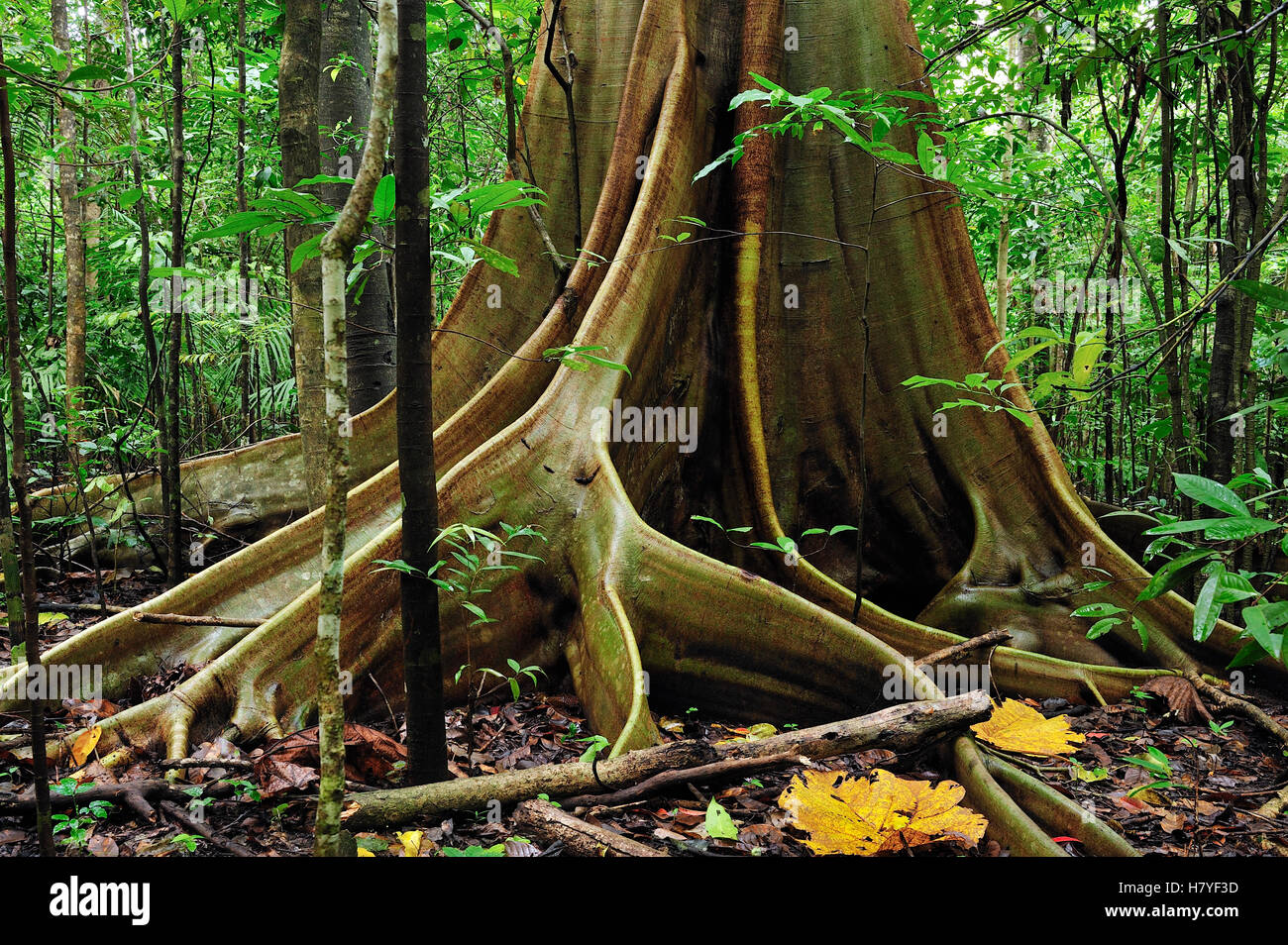 True Fig Shell (Ficus variegata) with buttress roots, Tangkoko Nature ...