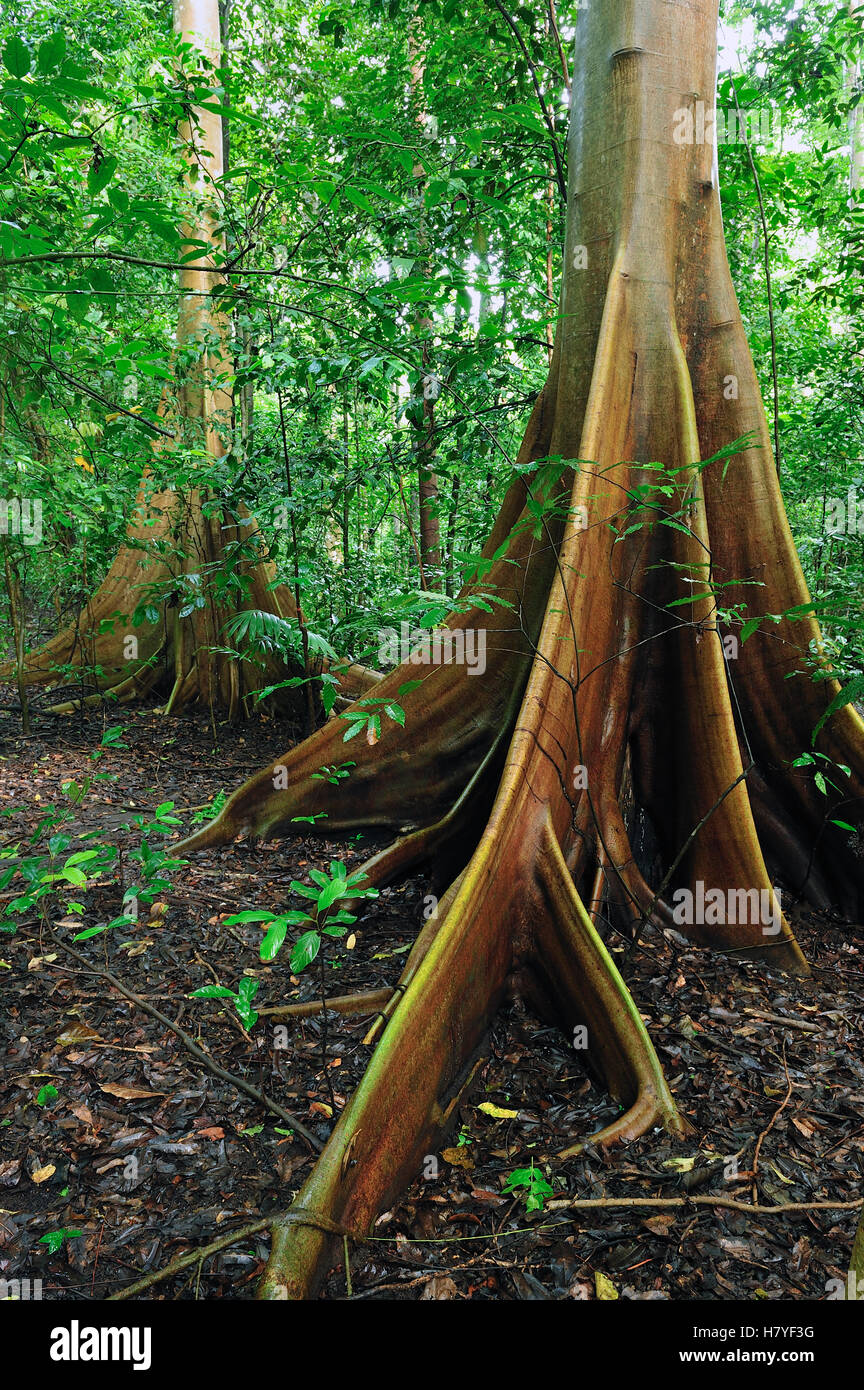True Fig Shell (Ficus variegata) buttress roots, Tangkoko Nature ...