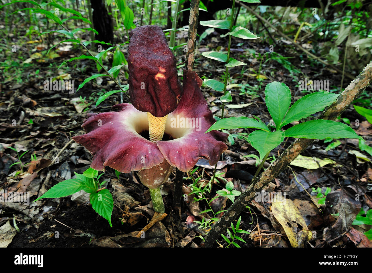 Arum (Amorphophallus sp) flowering on forest floor, Tangkoko Nature ...
