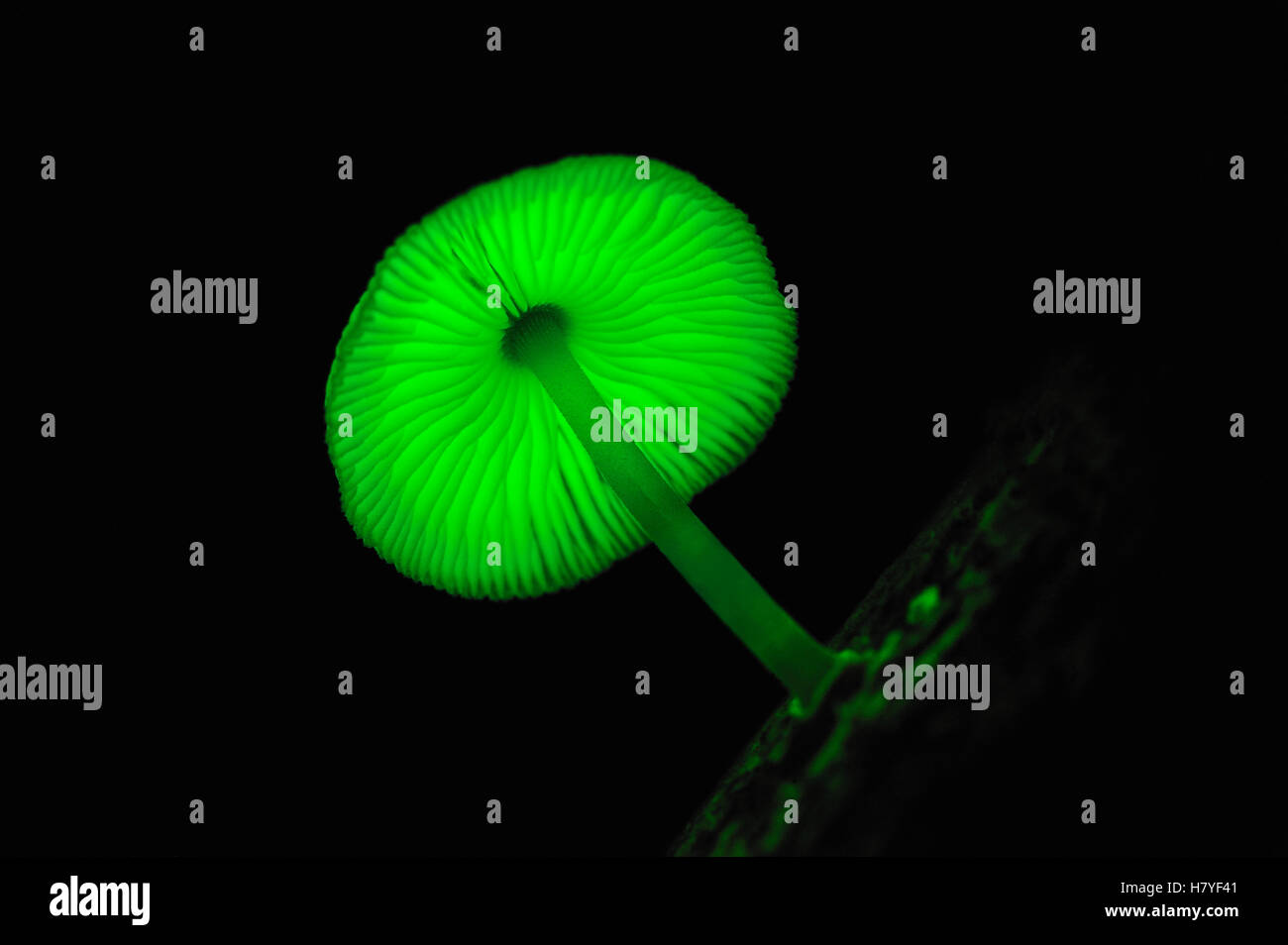 Fungus (Mycena sp) glowing at night, Tangkoko Nature Reserve, northern ...