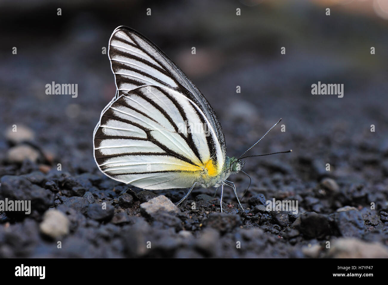Pierid Butterfly (Appias hombroni) feeding on minerals in soil ...