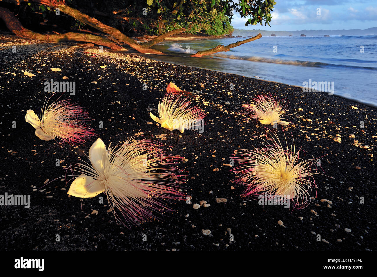 Sea Putat (Barringtonia asiatica) flowers on volcanic black sand beach ...