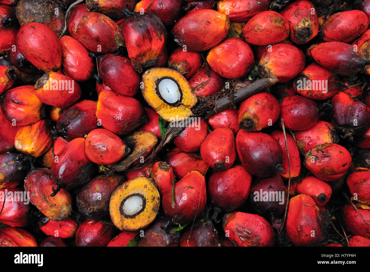 Oil Palm (Elaeis sp) fruit showing one split with kernel, northern ...
