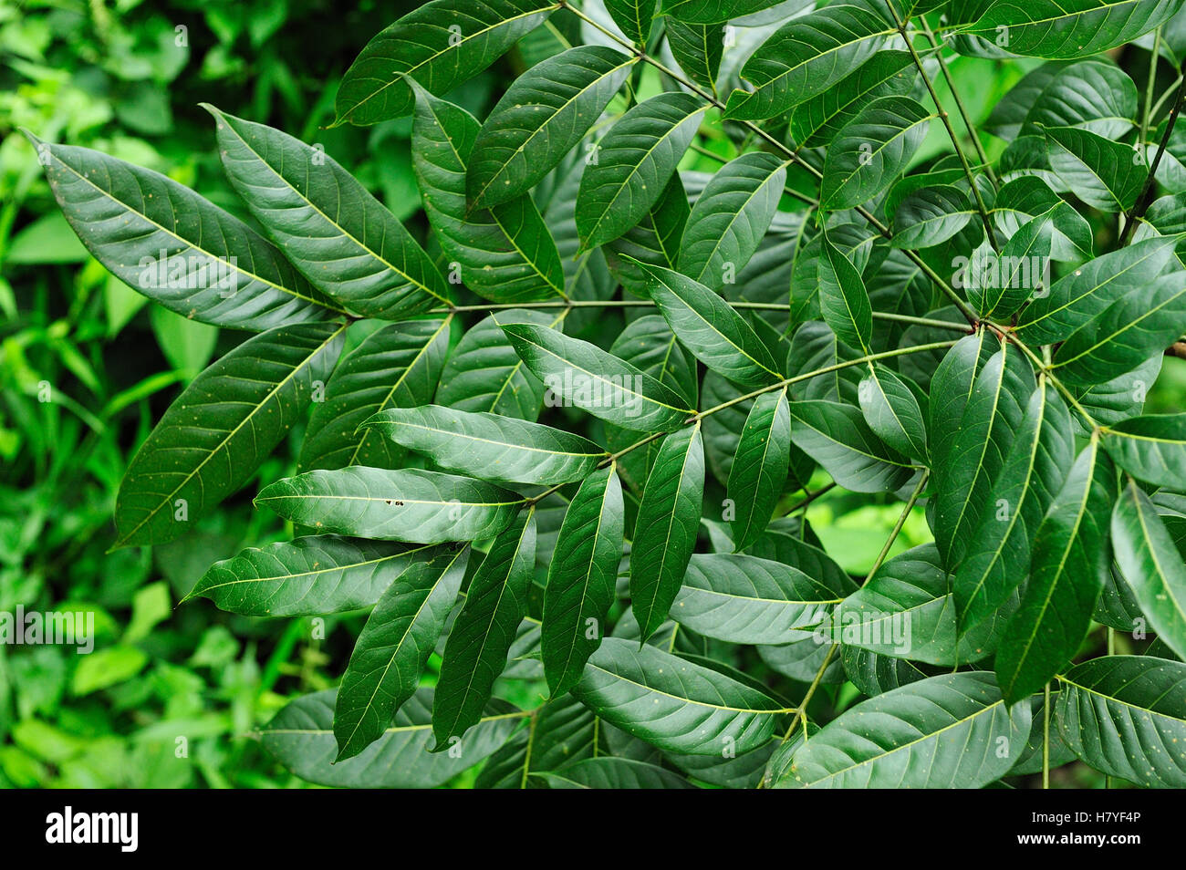 Meranti (Shorea sp) leaves, Gunung Leuser National Park, northern ...