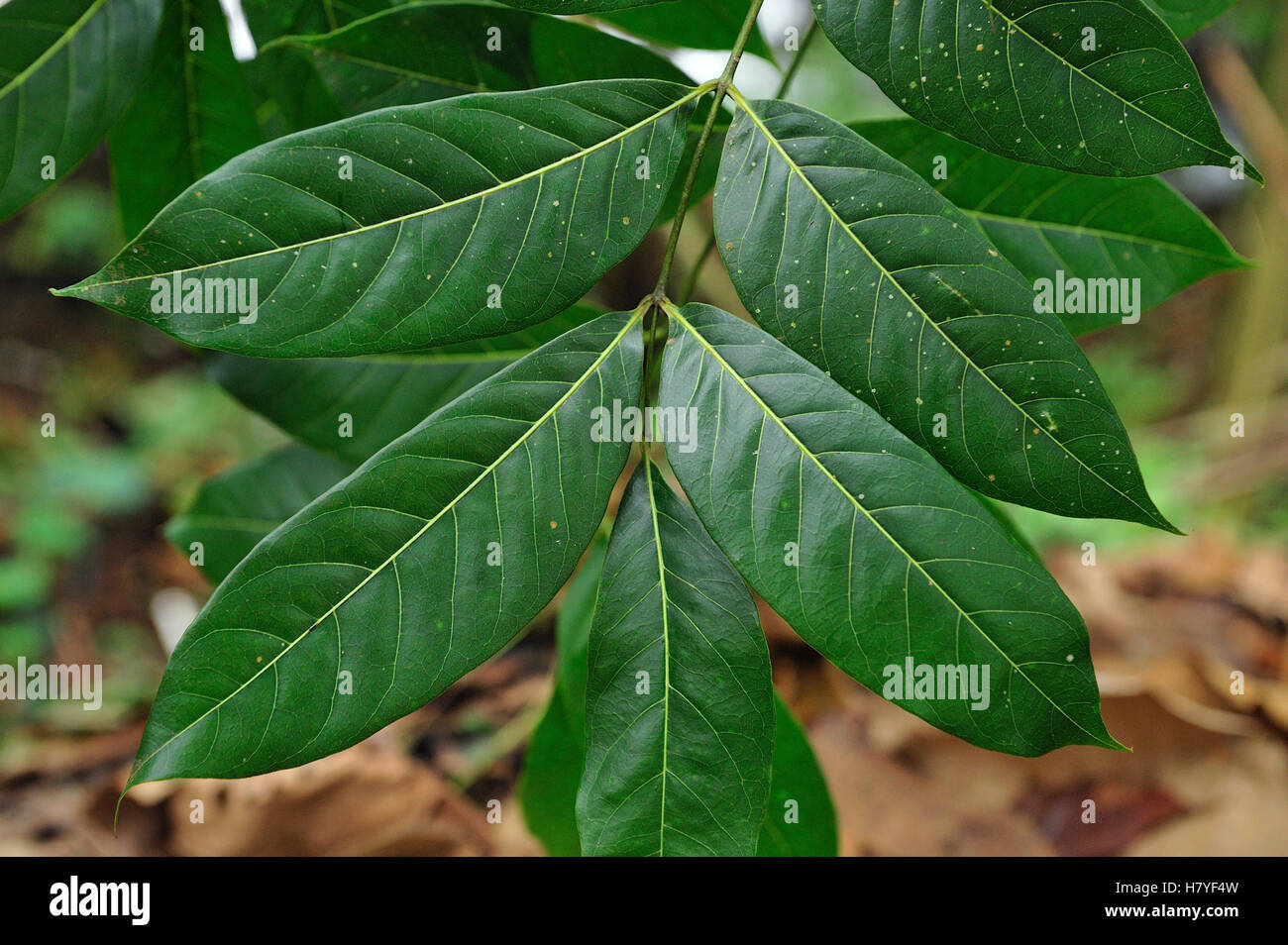 Meranti (Shorea sp) leaves, Gunung Leuser National Park, northern ...