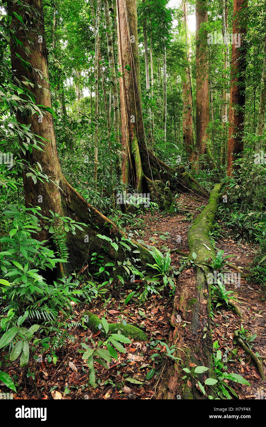 Meranti (Dipterocarpaceae) trees in rainforest, Gunung Leuser National ...