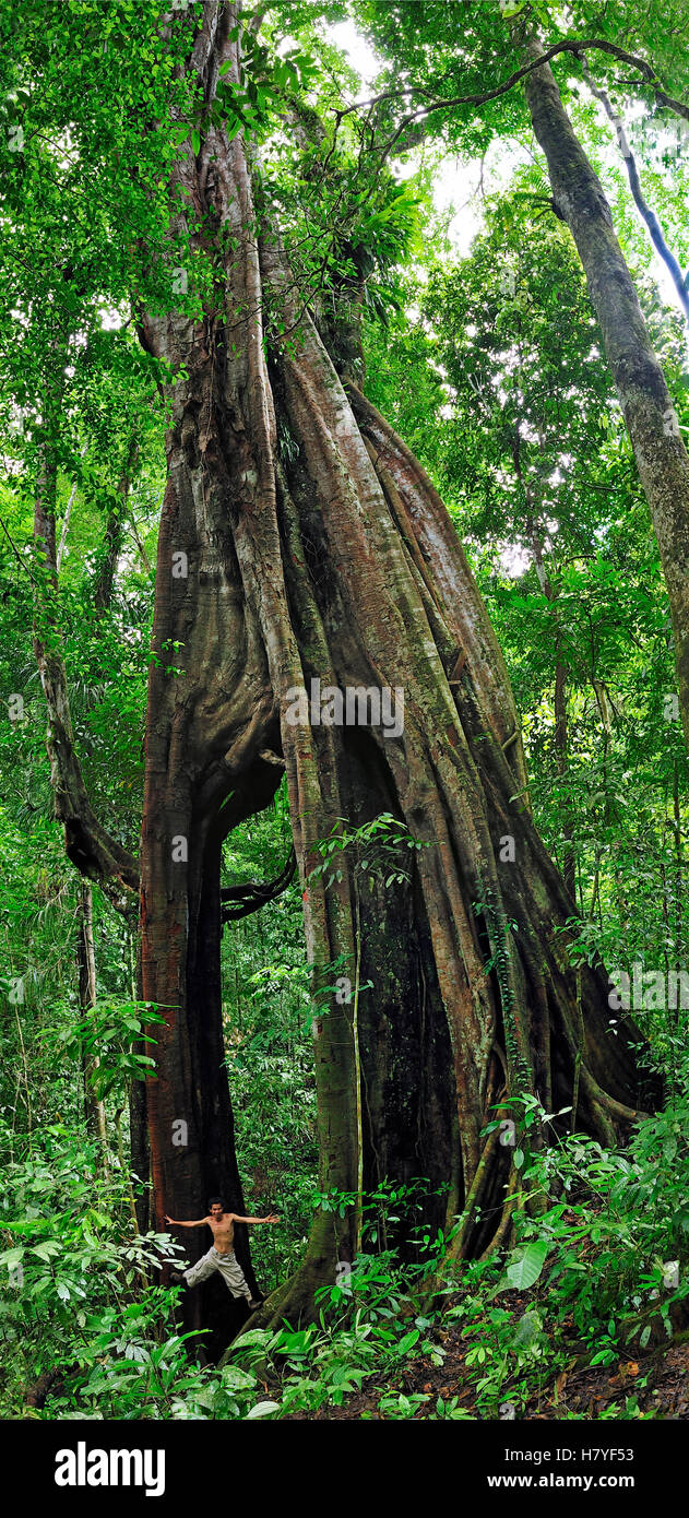 Fig (Ficus sp) tree with man at base to show scale, Gunung Leuser ...
