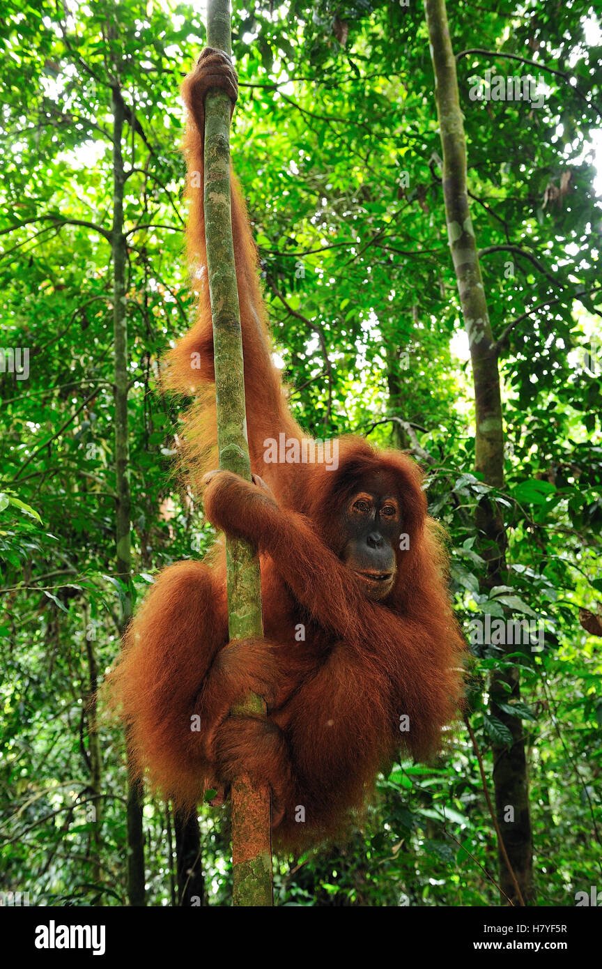 Sumatran Orangutan (Pongo abelii) adult, Gunung Leuser National Park ...