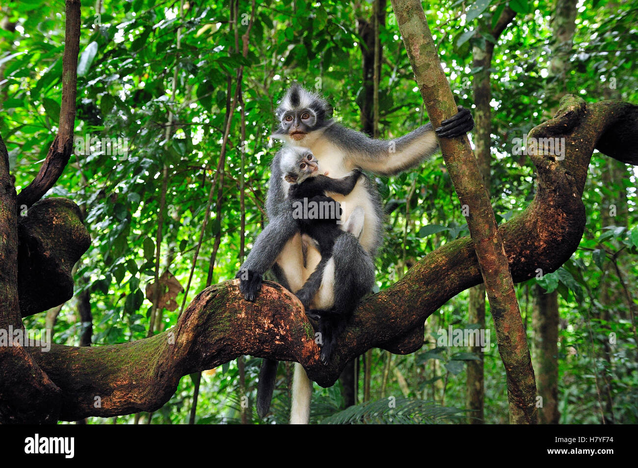 North Sumatran Leaf Monkey (Presbytis thomasi) mother with baby, Gunung ...