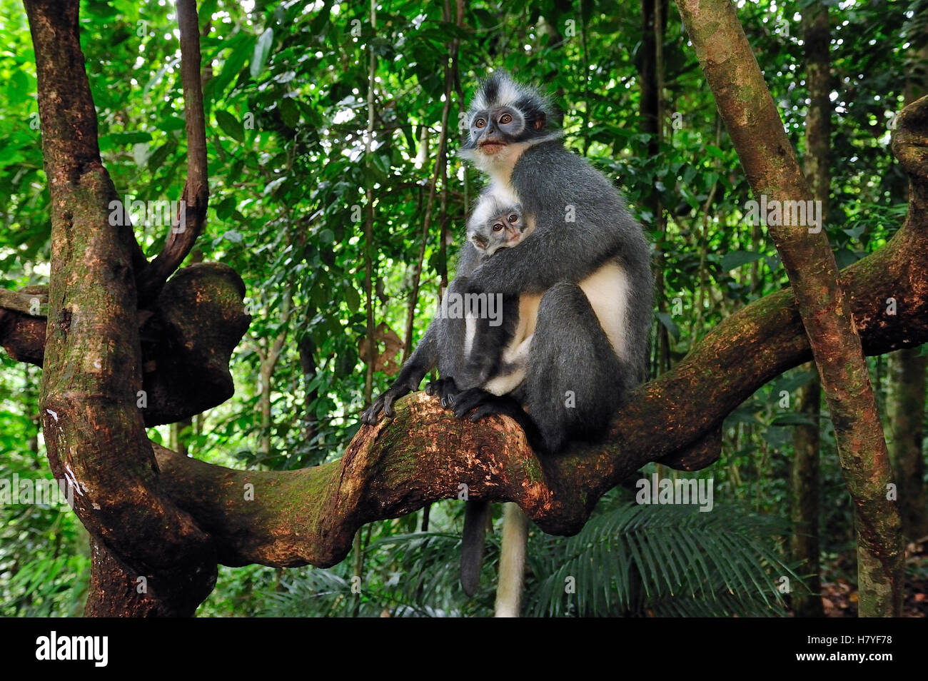 North Sumatran Leaf Monkey (Presbytis thomasi) mother with baby, Gunung ...