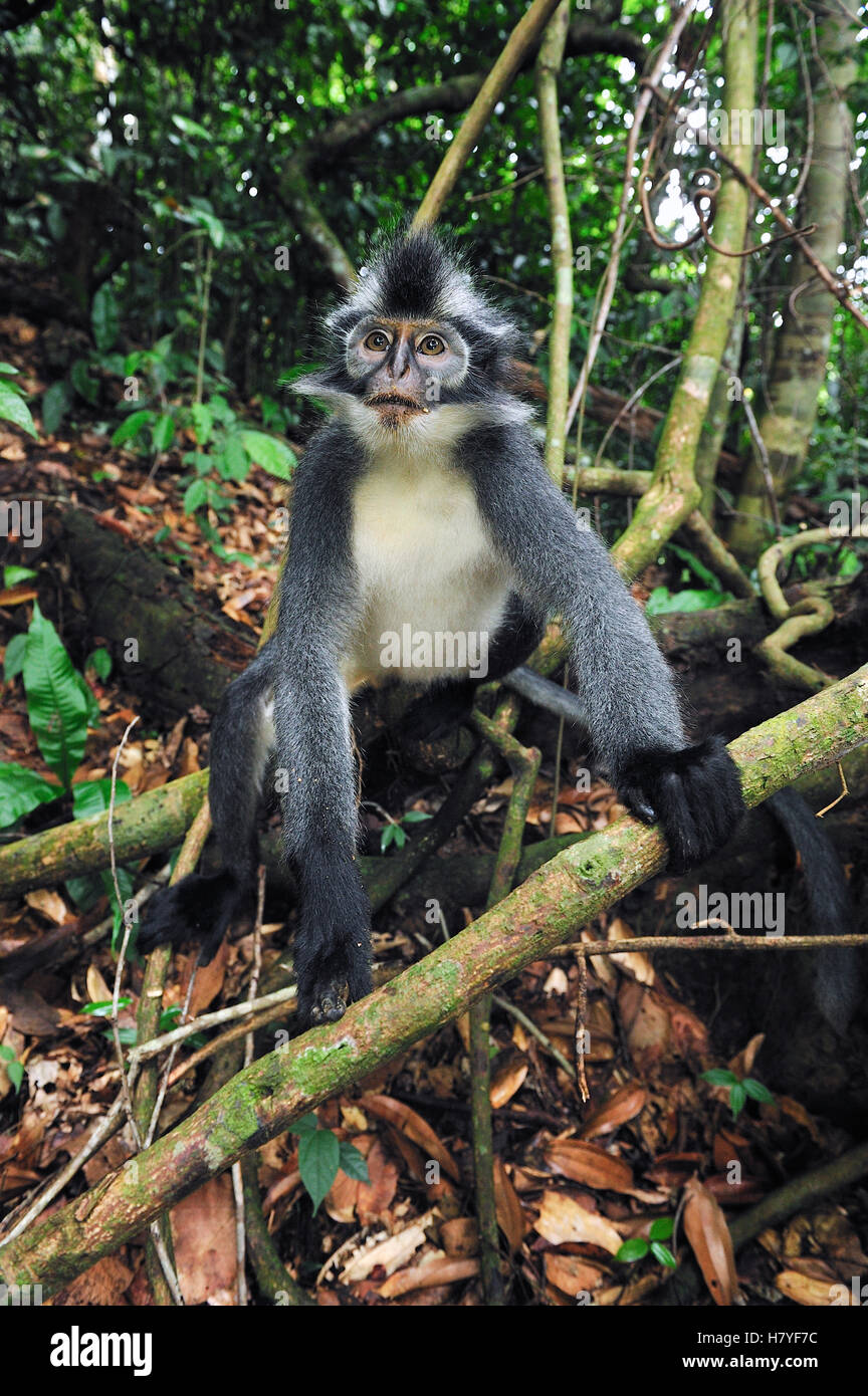 North Sumatran Leaf Monkey (Presbytis thomasi) on forest floor, Gunung ...